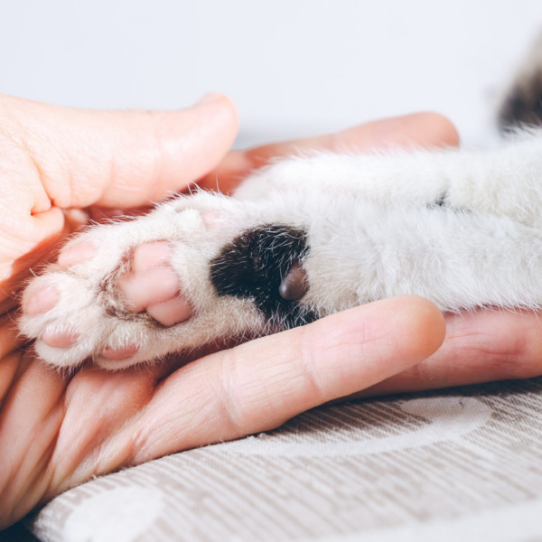 RainRescue - Animal Rescue Centre for Cats & Dogs - Home