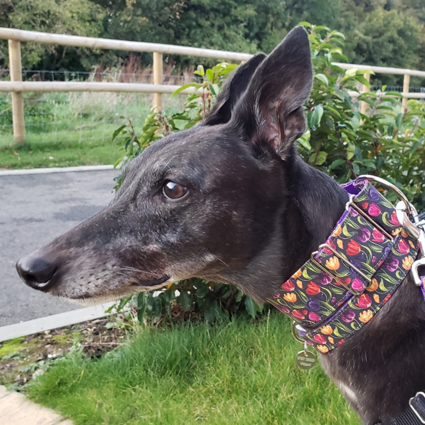 Affiliates - RainRescue