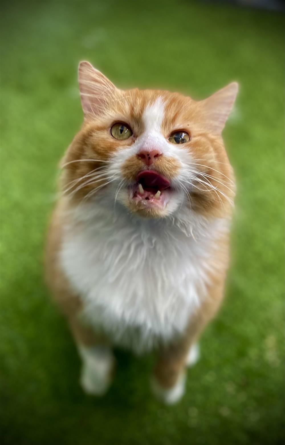 Donation Form - RainRescue