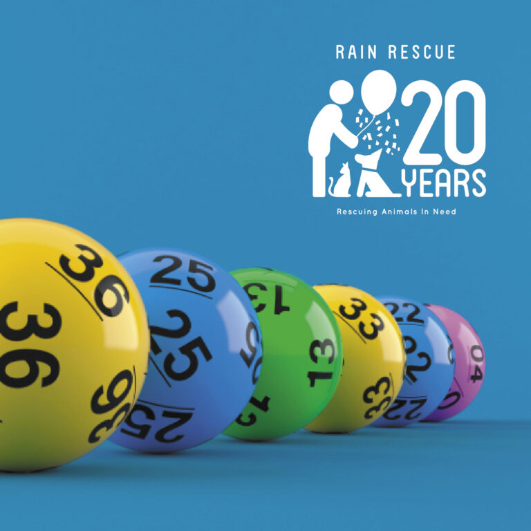 Adopt a Cat - Available Cats - RainRescue