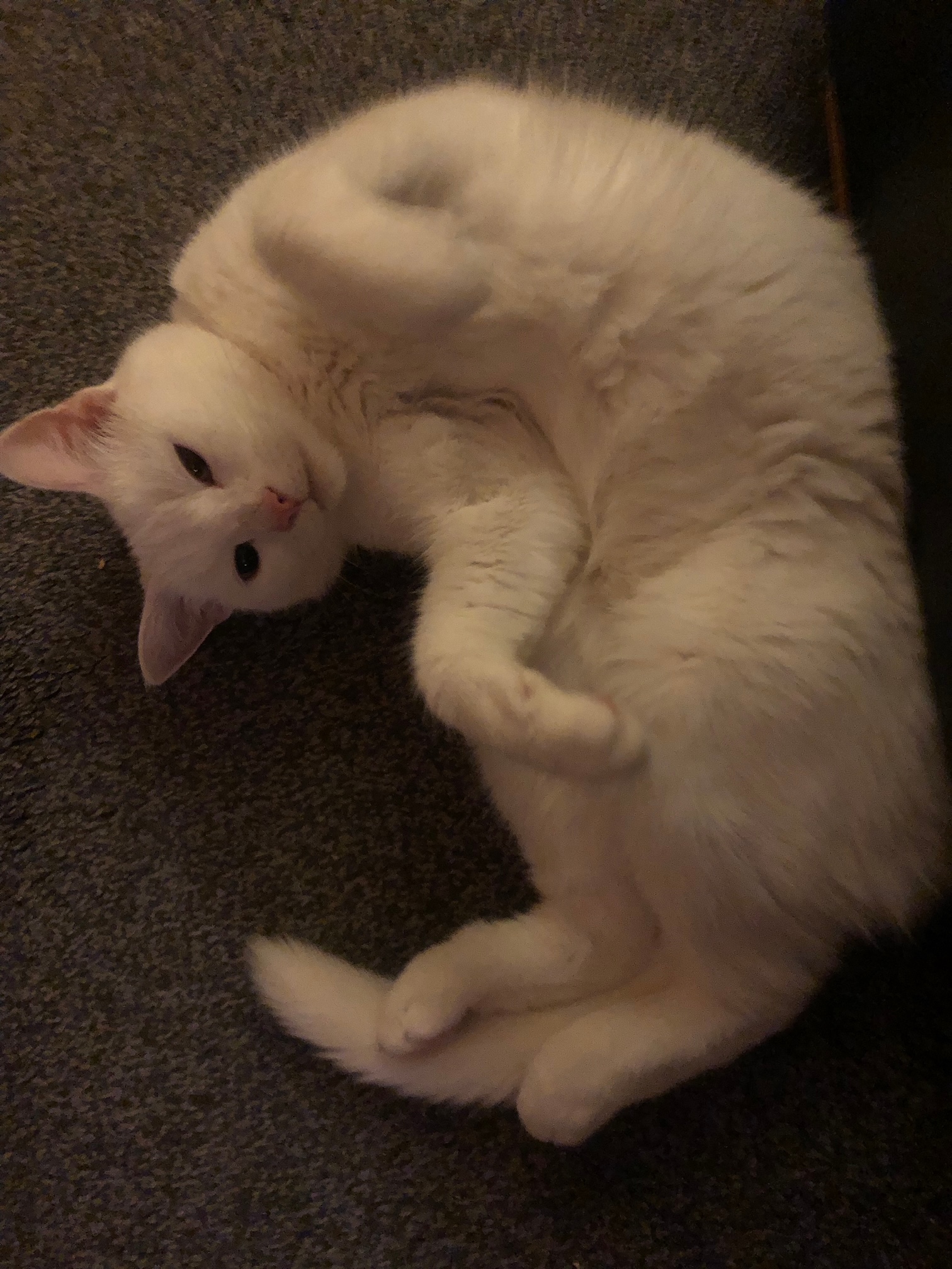 Splodge - RainRescue