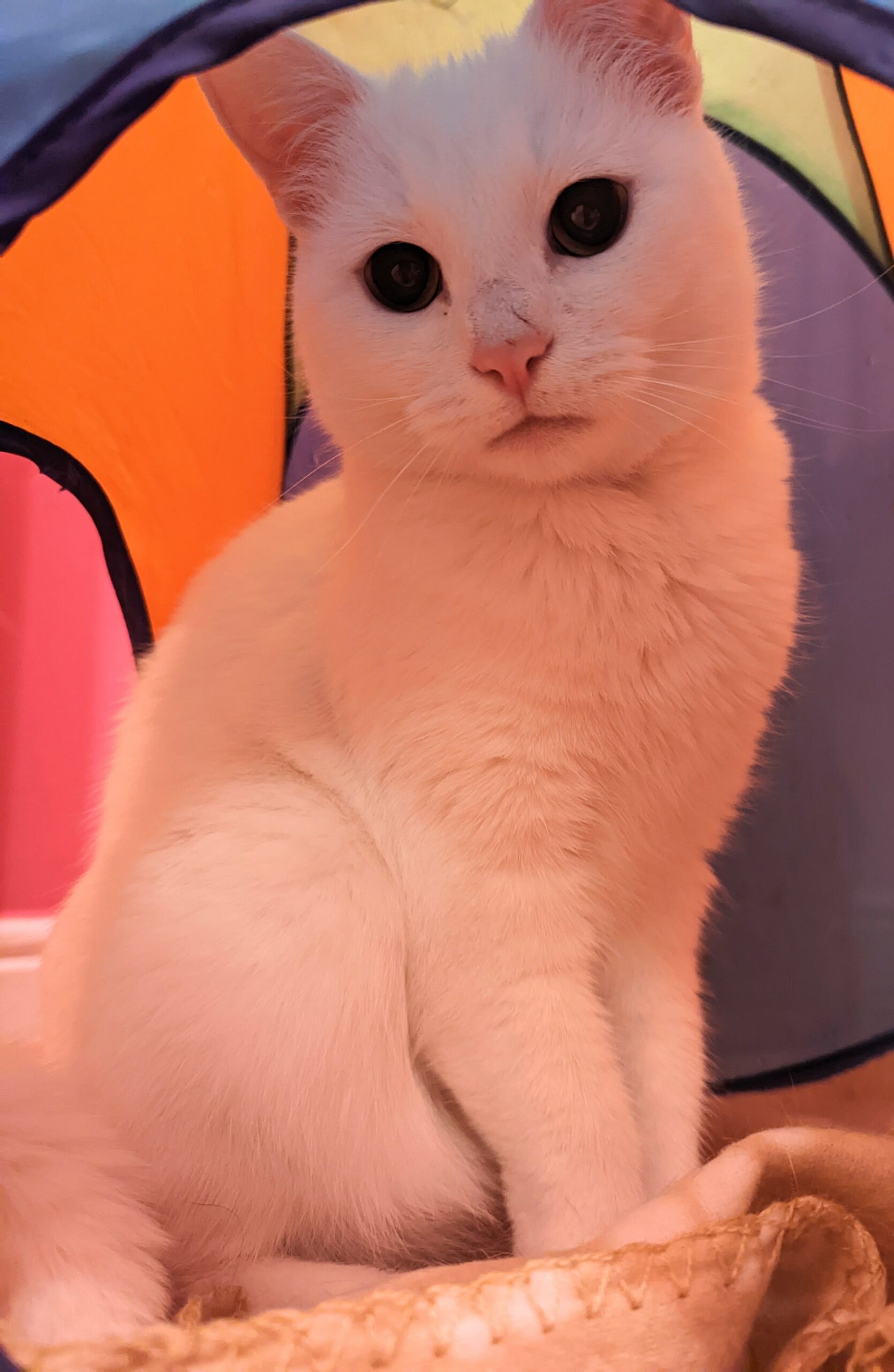 Splodge - RainRescue