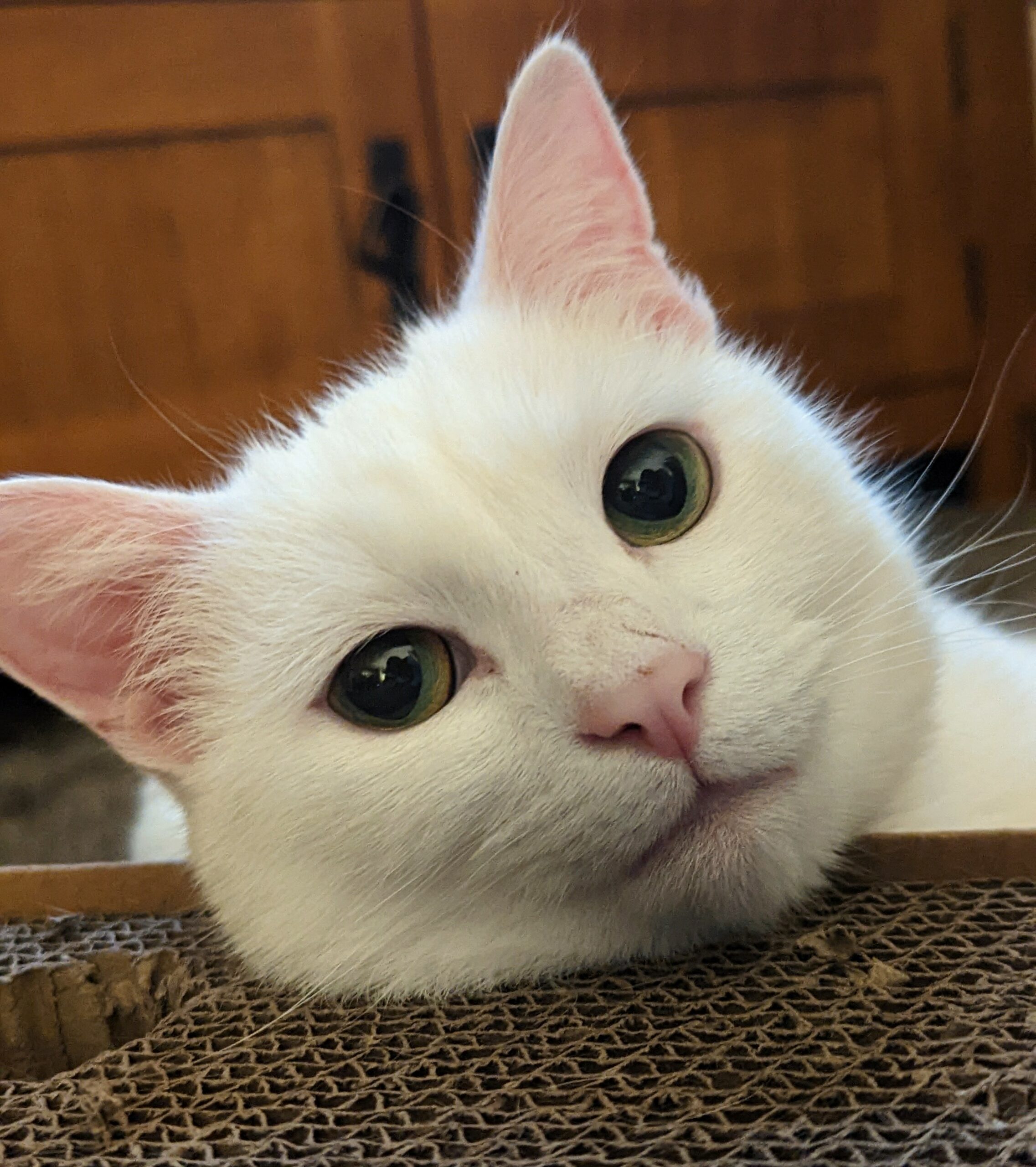 Splodge - RainRescue