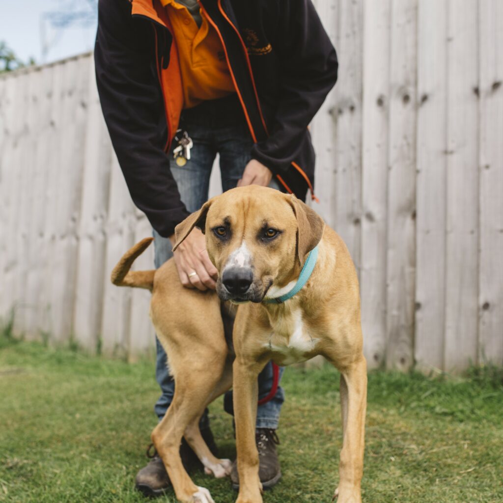 Rescuing Animals - About Us - RainRescue