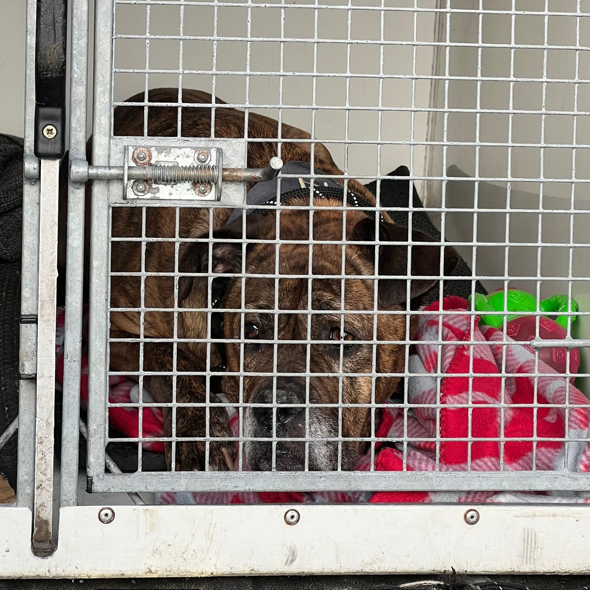 Dogs, Dealers and Organised Crime - RainRescue