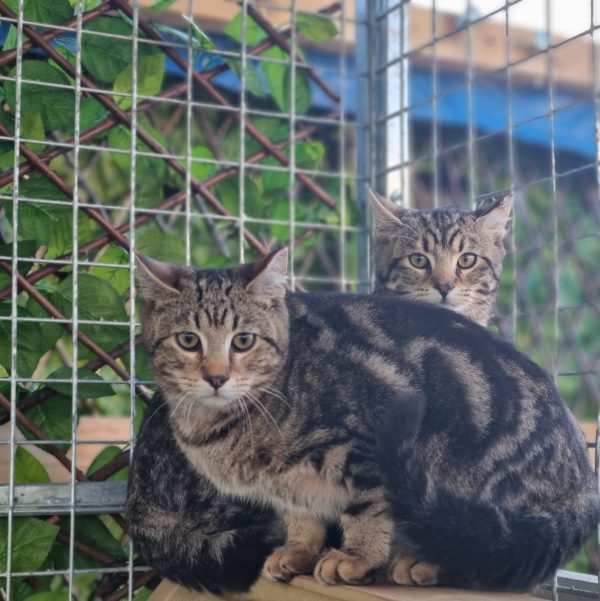 Farm/Stable Cats - RainRescue