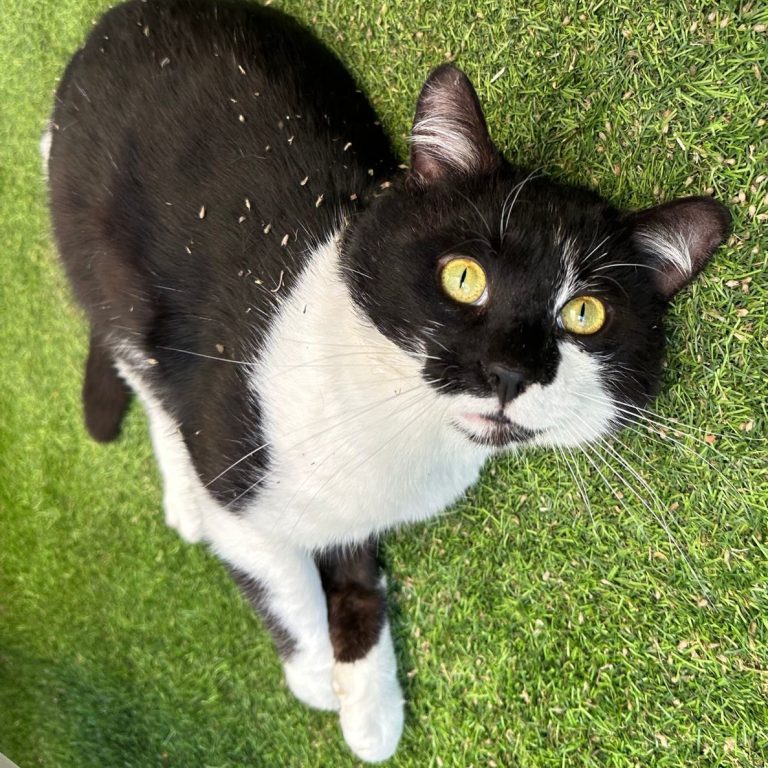 Adopt a Cat - Available Cats - RainRescue