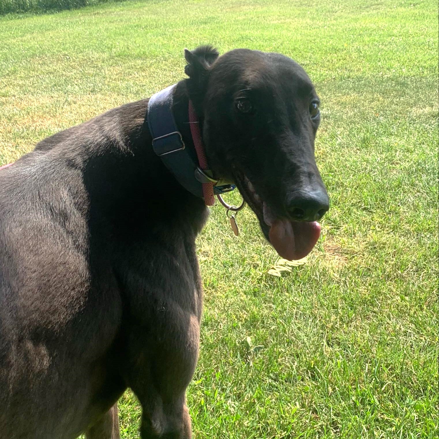 Pluto - Greyhound - RainRescue