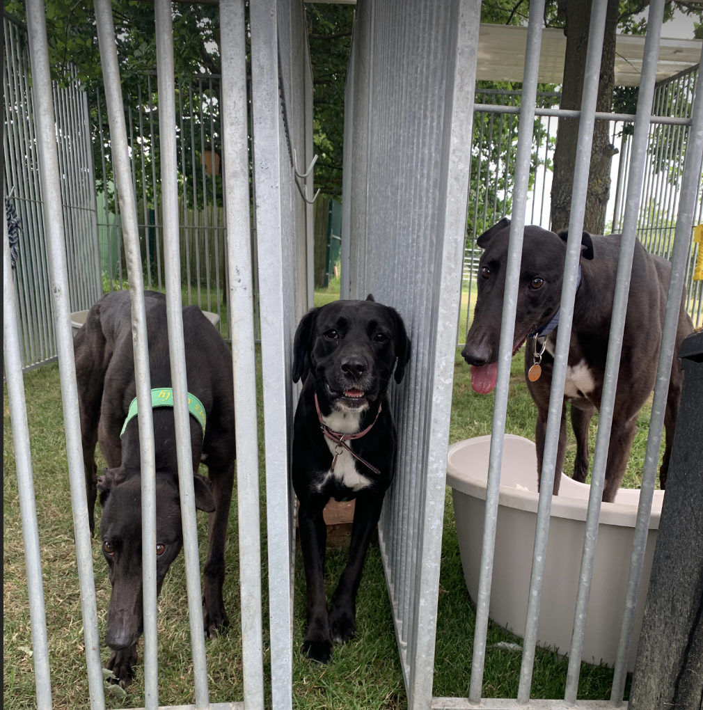 Penny - Greyhound - RainRescue