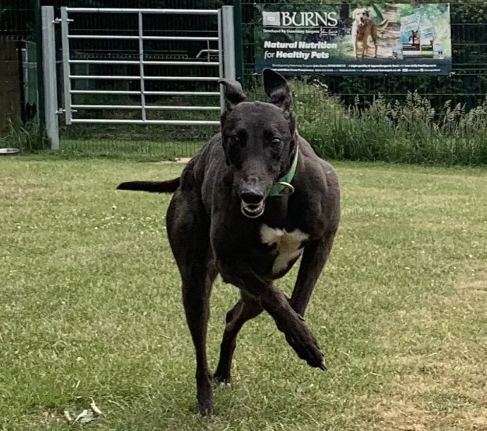 Penny - Greyhound - RainRescue