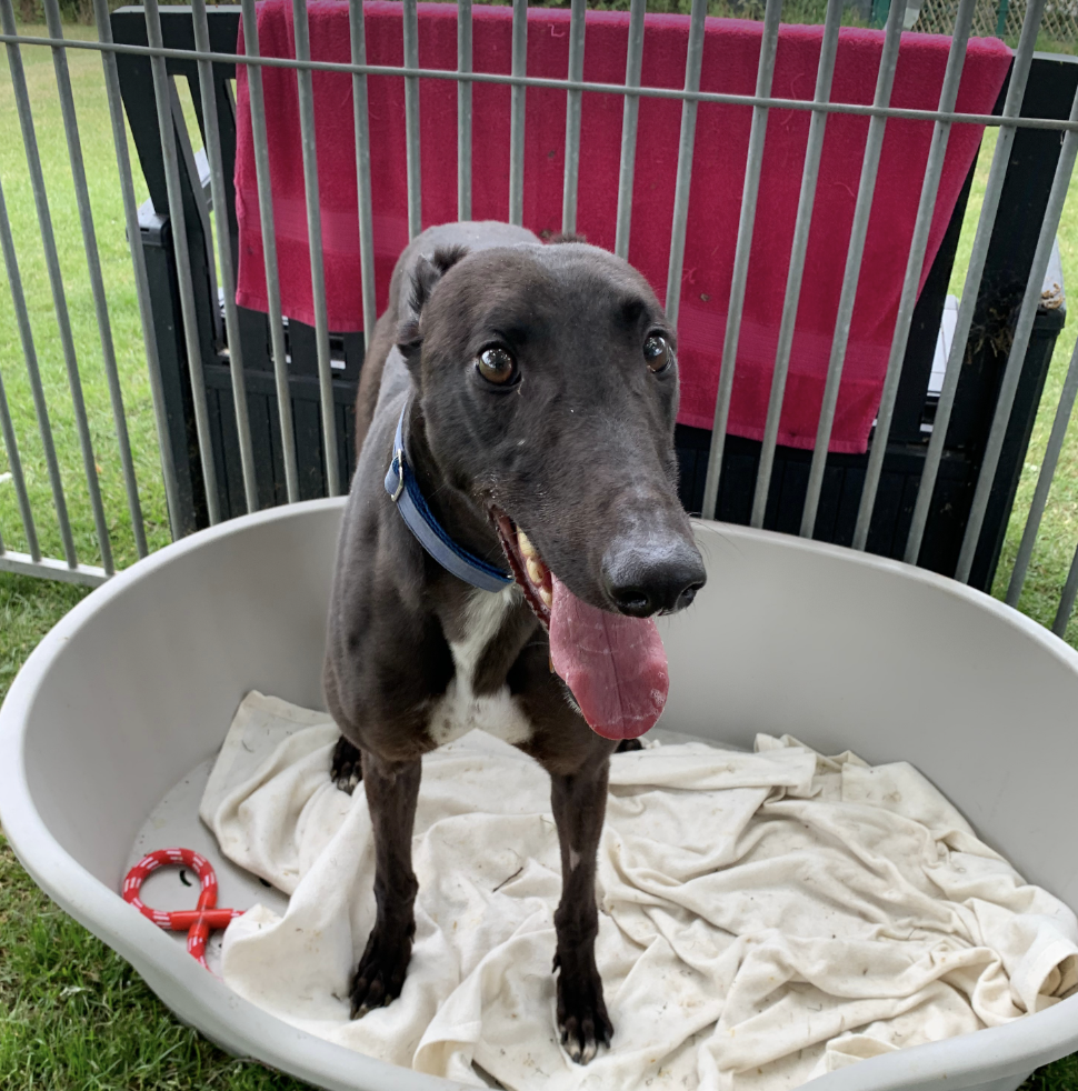 Pluto - Greyhound - RainRescue