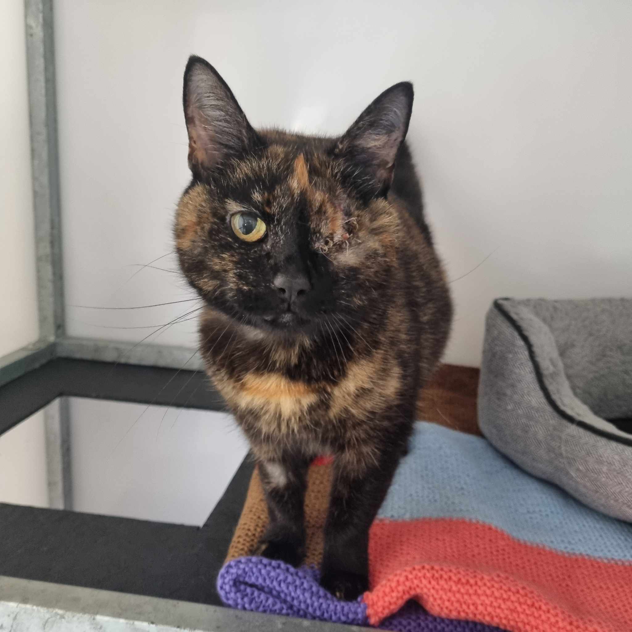 Adopt a Cat - Available Cats - RainRescue