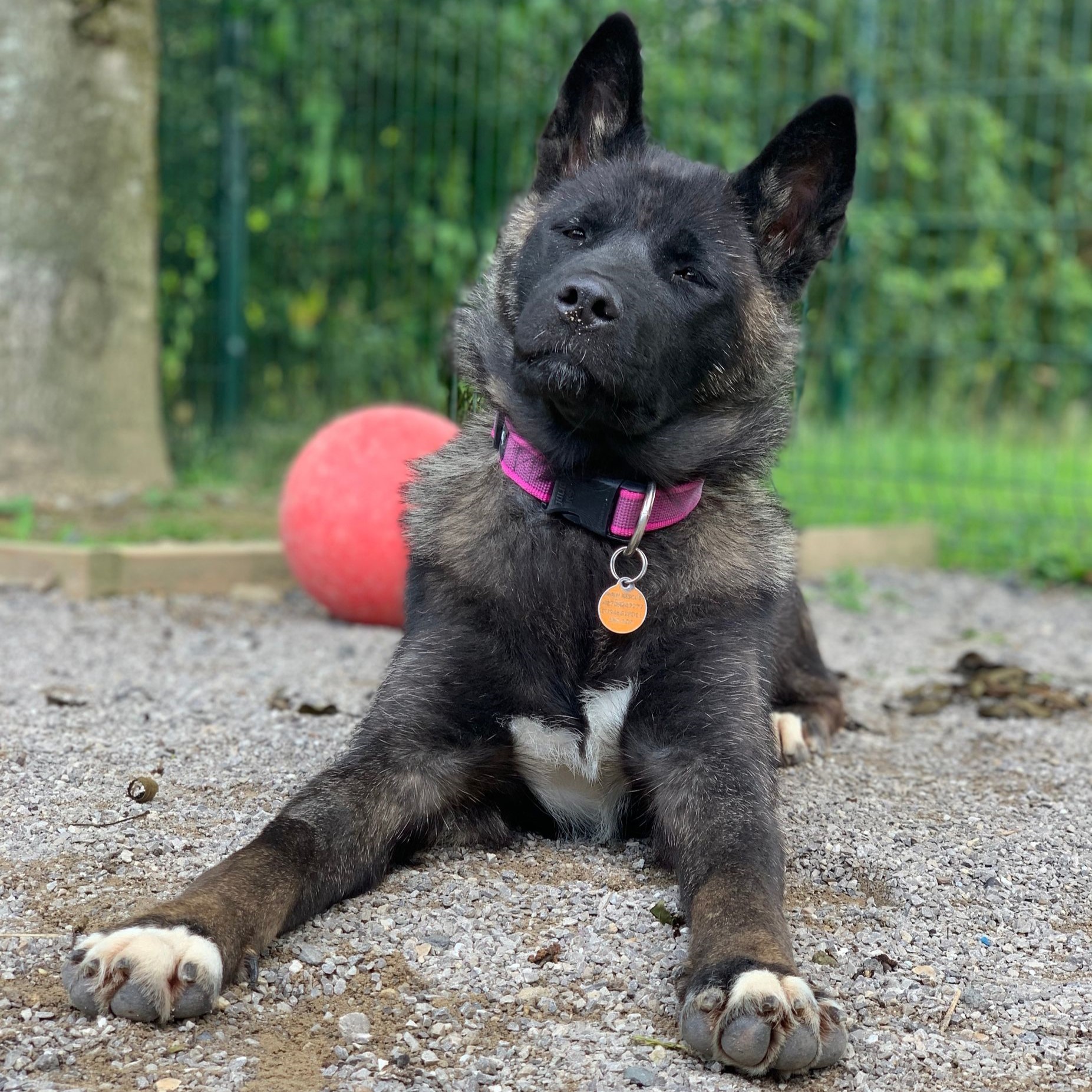 Gorgeous Grace - RainRescue