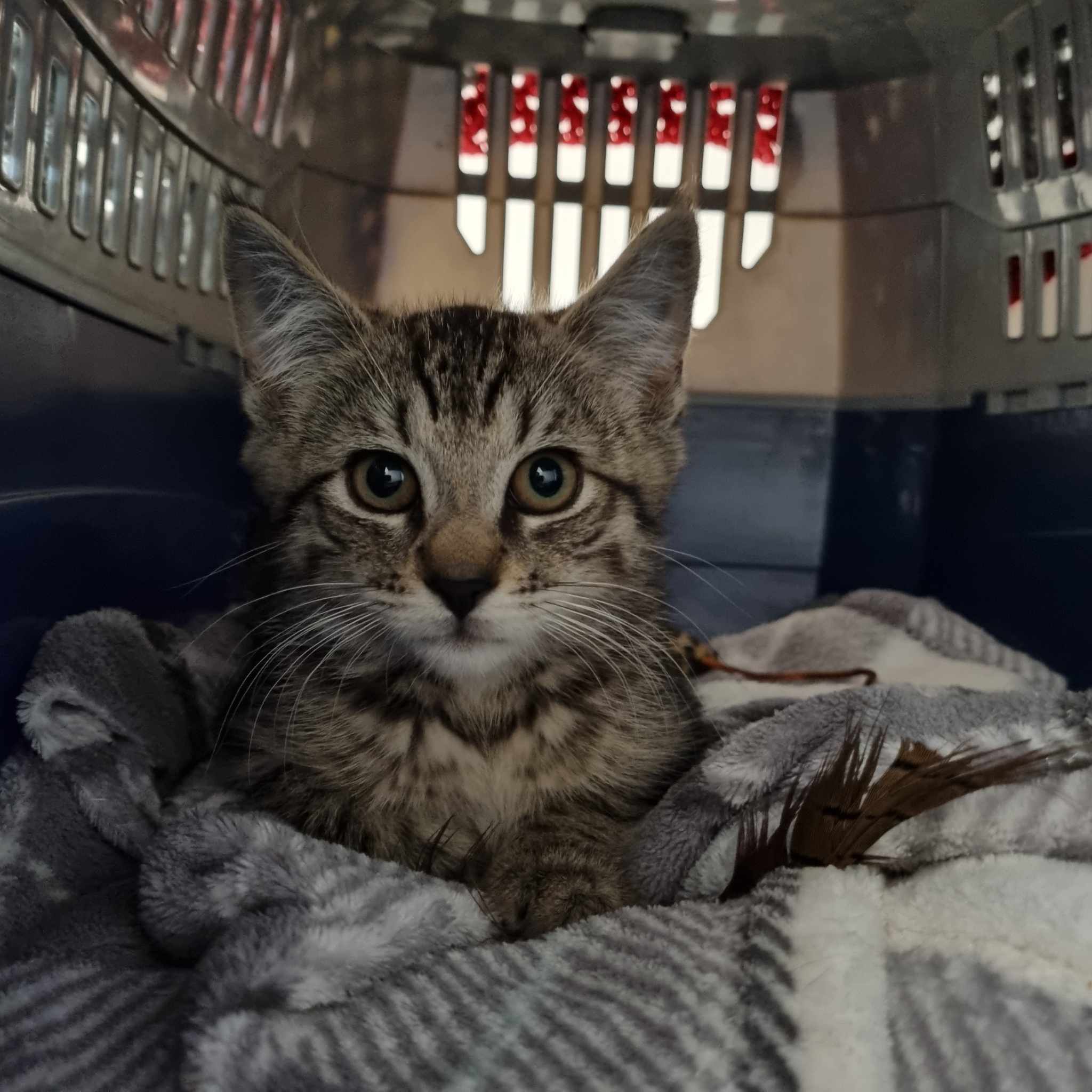 Bramble - RainRescue