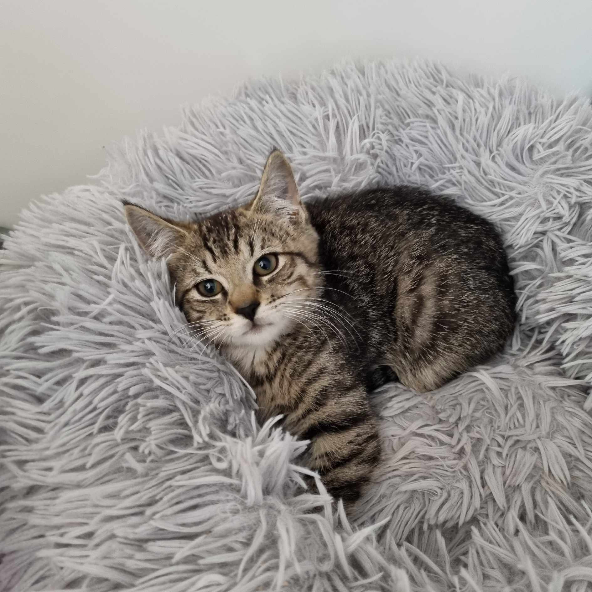 Bramble - RainRescue