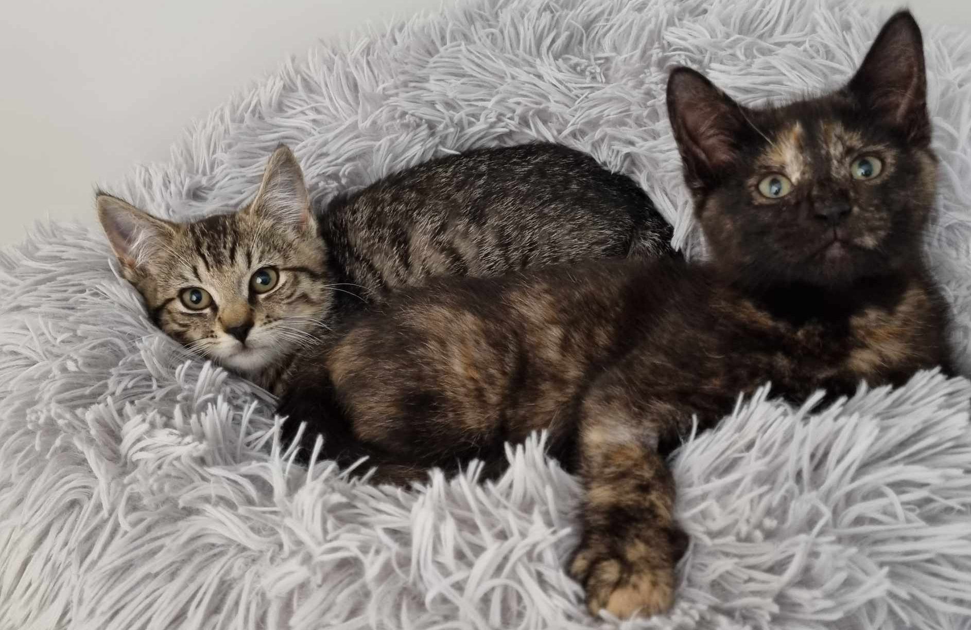 Bramble - RainRescue