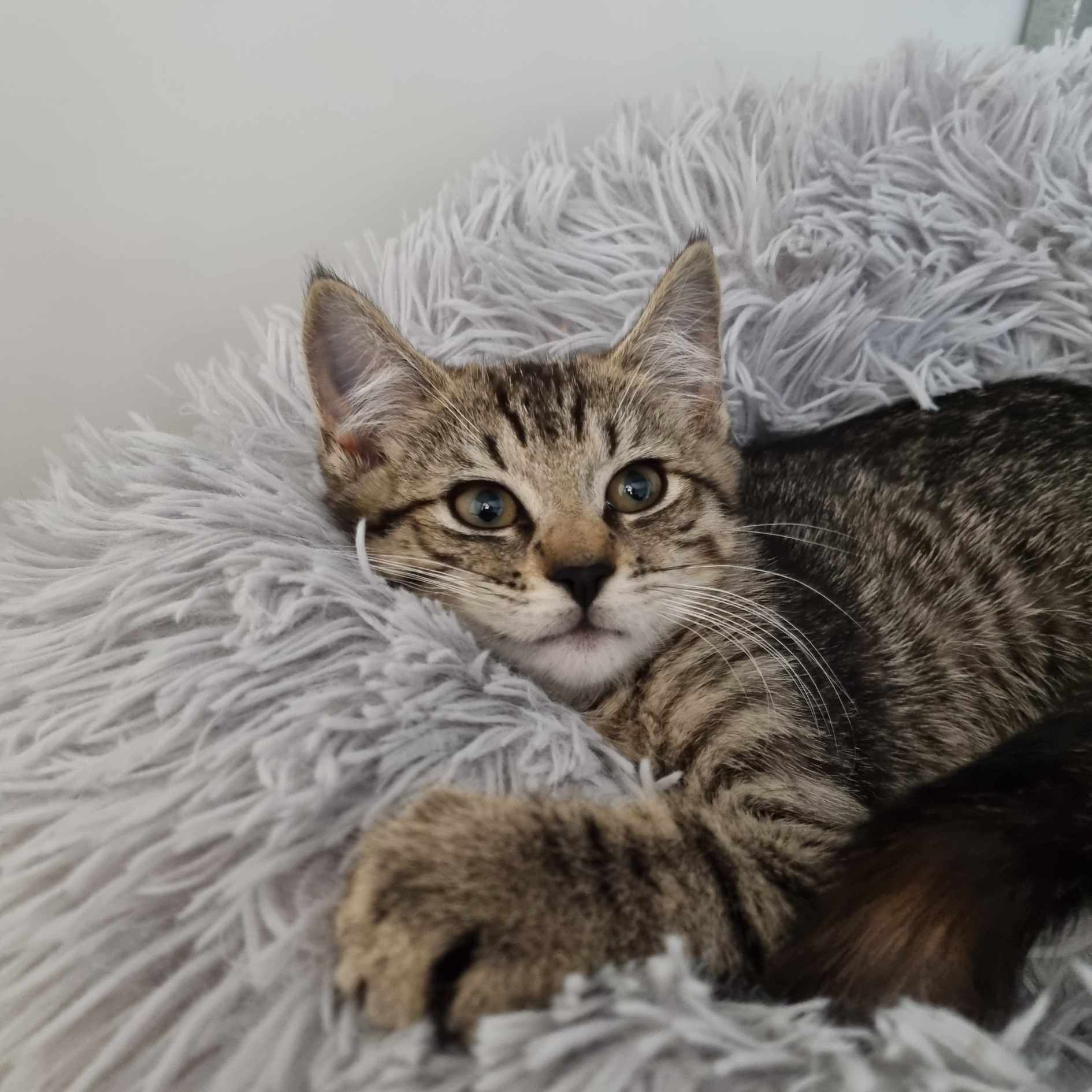 Bramble - RainRescue