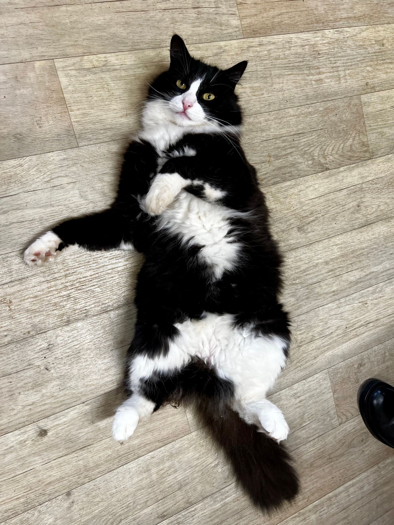 RainRescue - Animal Rescue Centre for Cats & Dogs - Home