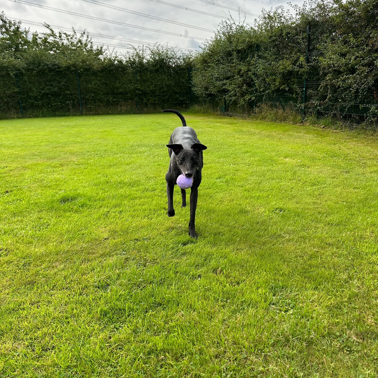 Sweetheart Flint - RainRescue