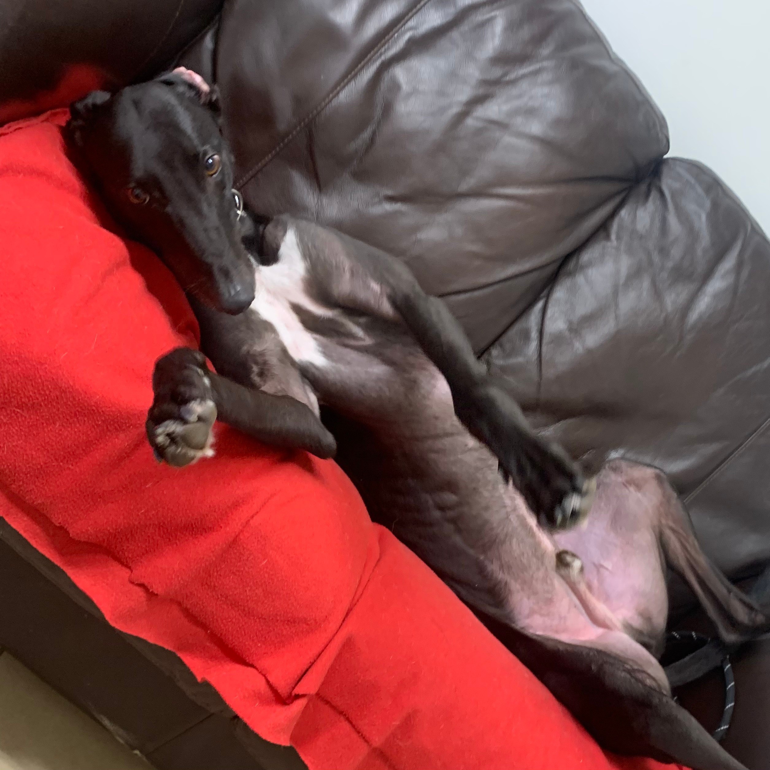 Sweetheart Gordon - RainRescue