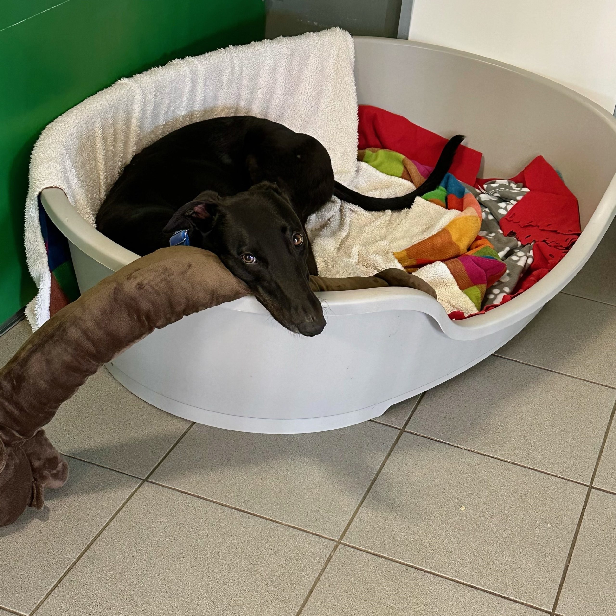 Sweetheart Gordon - RainRescue