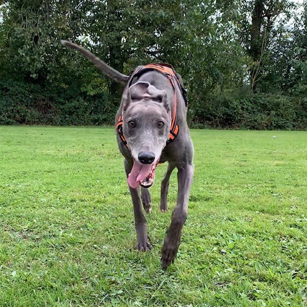 Pretty Paige - RainRescue