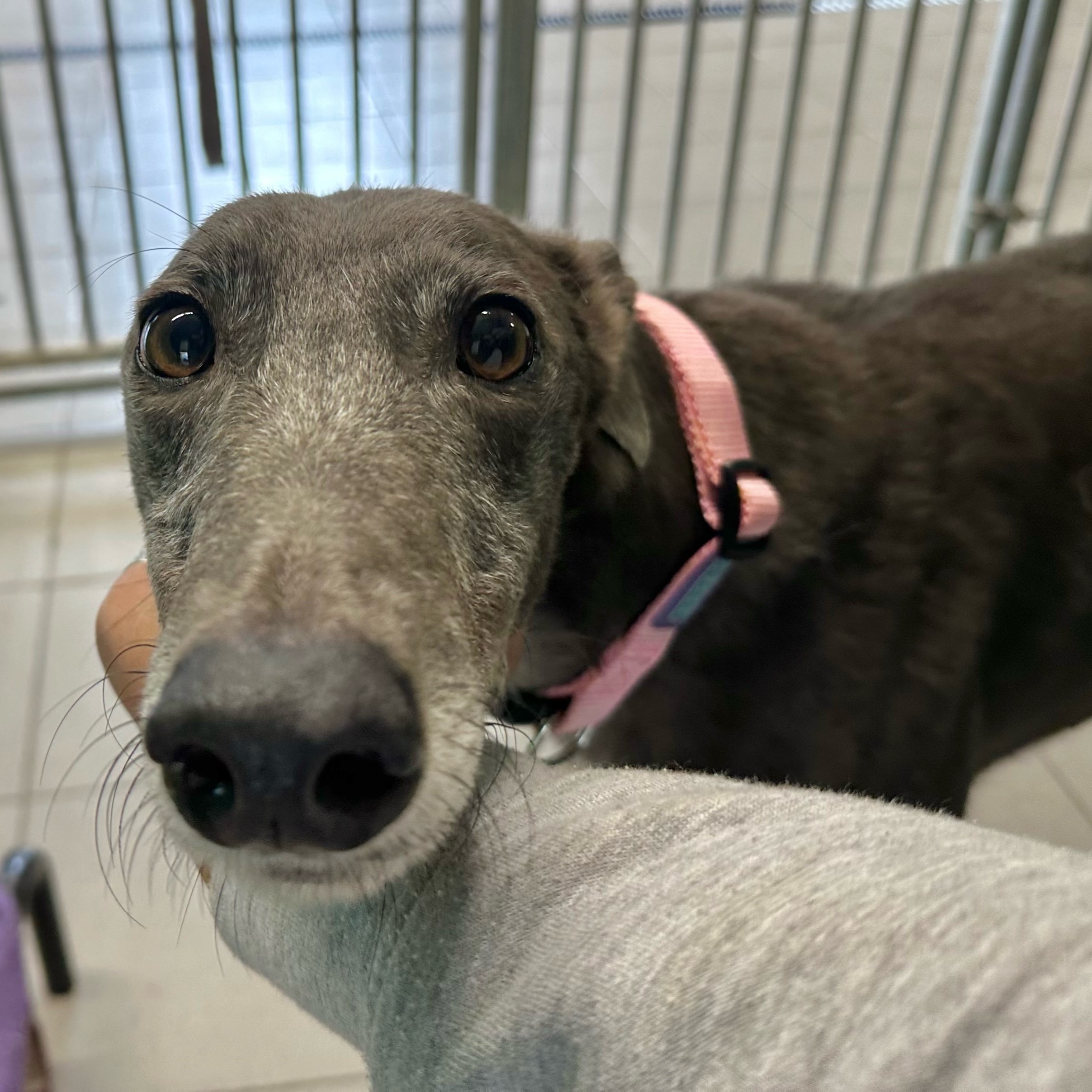 Pretty Paige - RainRescue