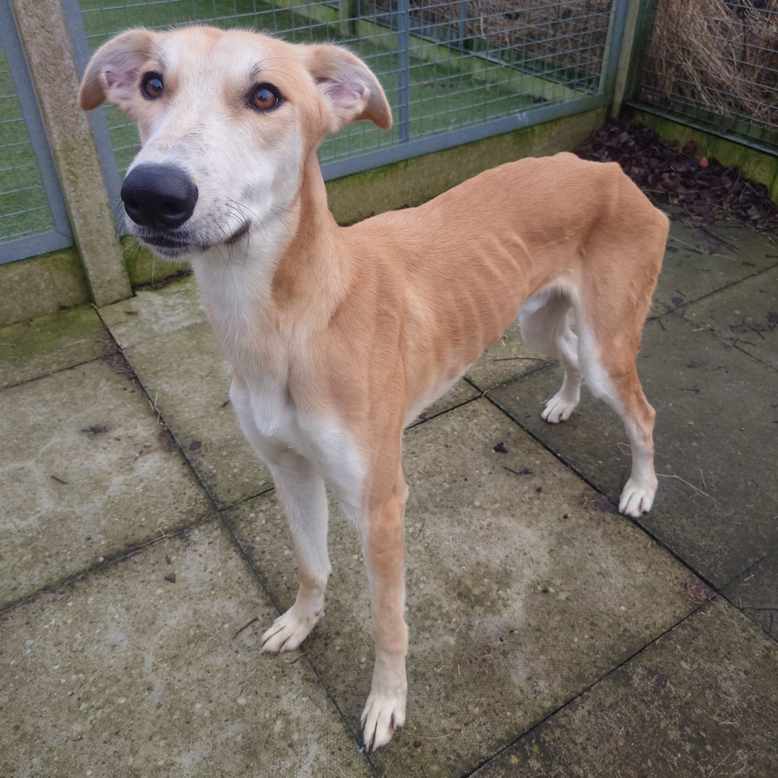 Dogs - Available for Adoption - RainRescue