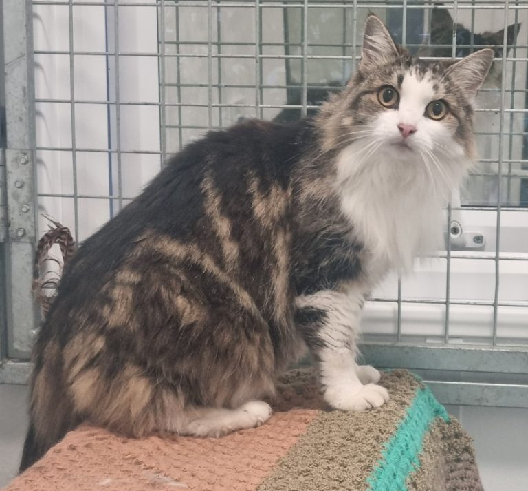 Blossom - RainRescue