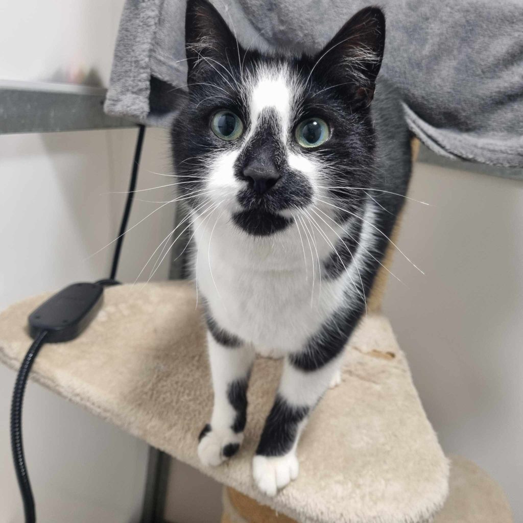 Splodge - RainRescue