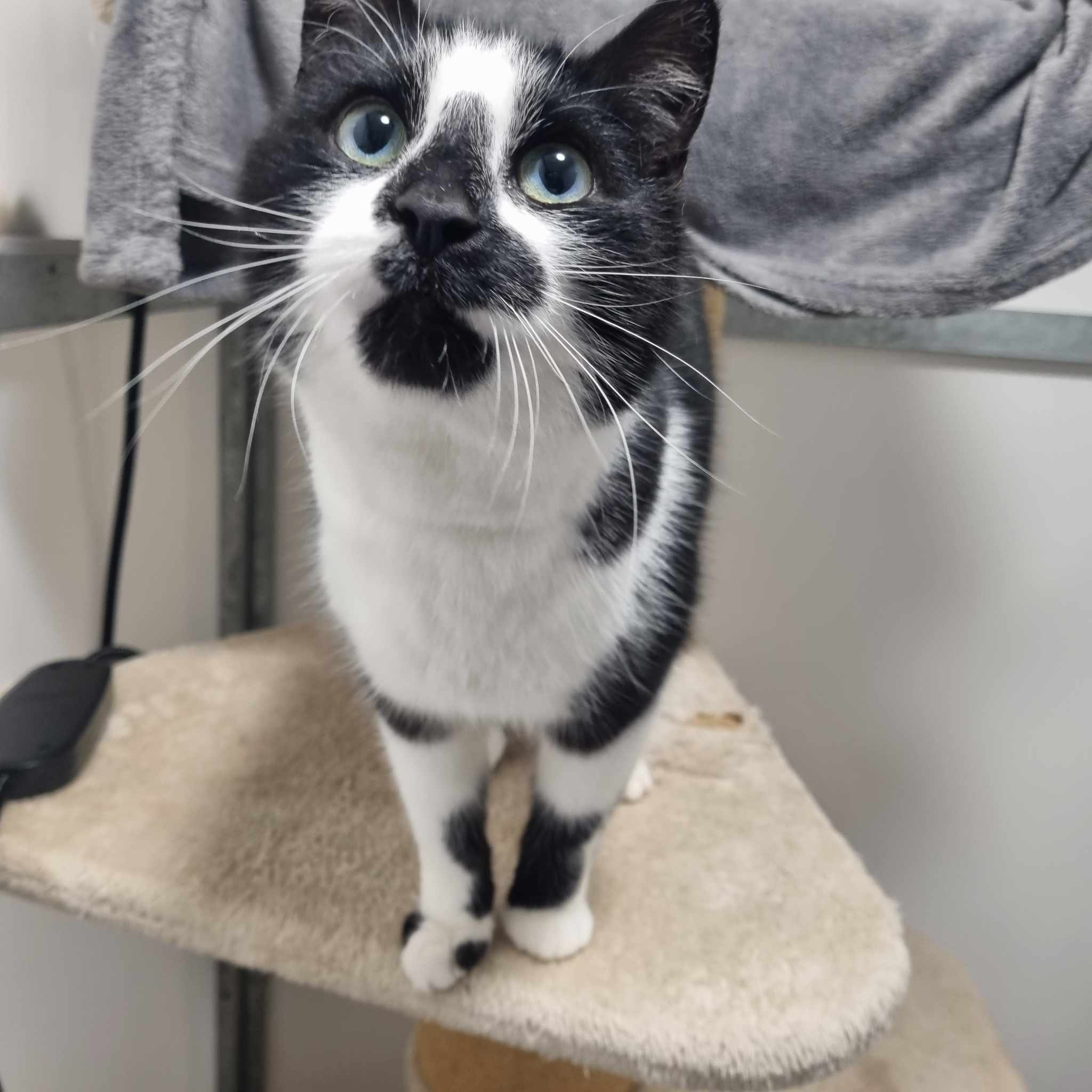 Splodge - RainRescue