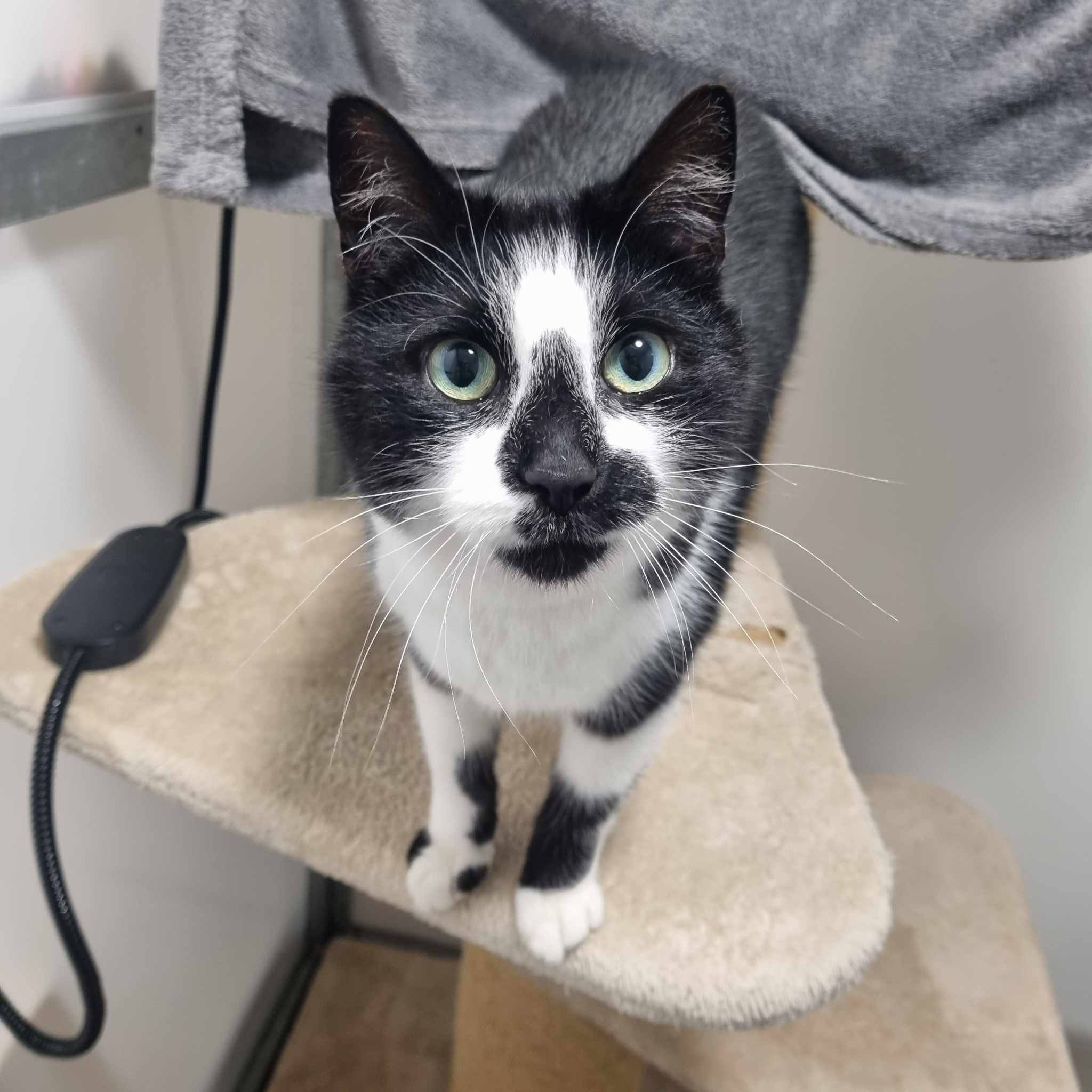 Splodge - RainRescue