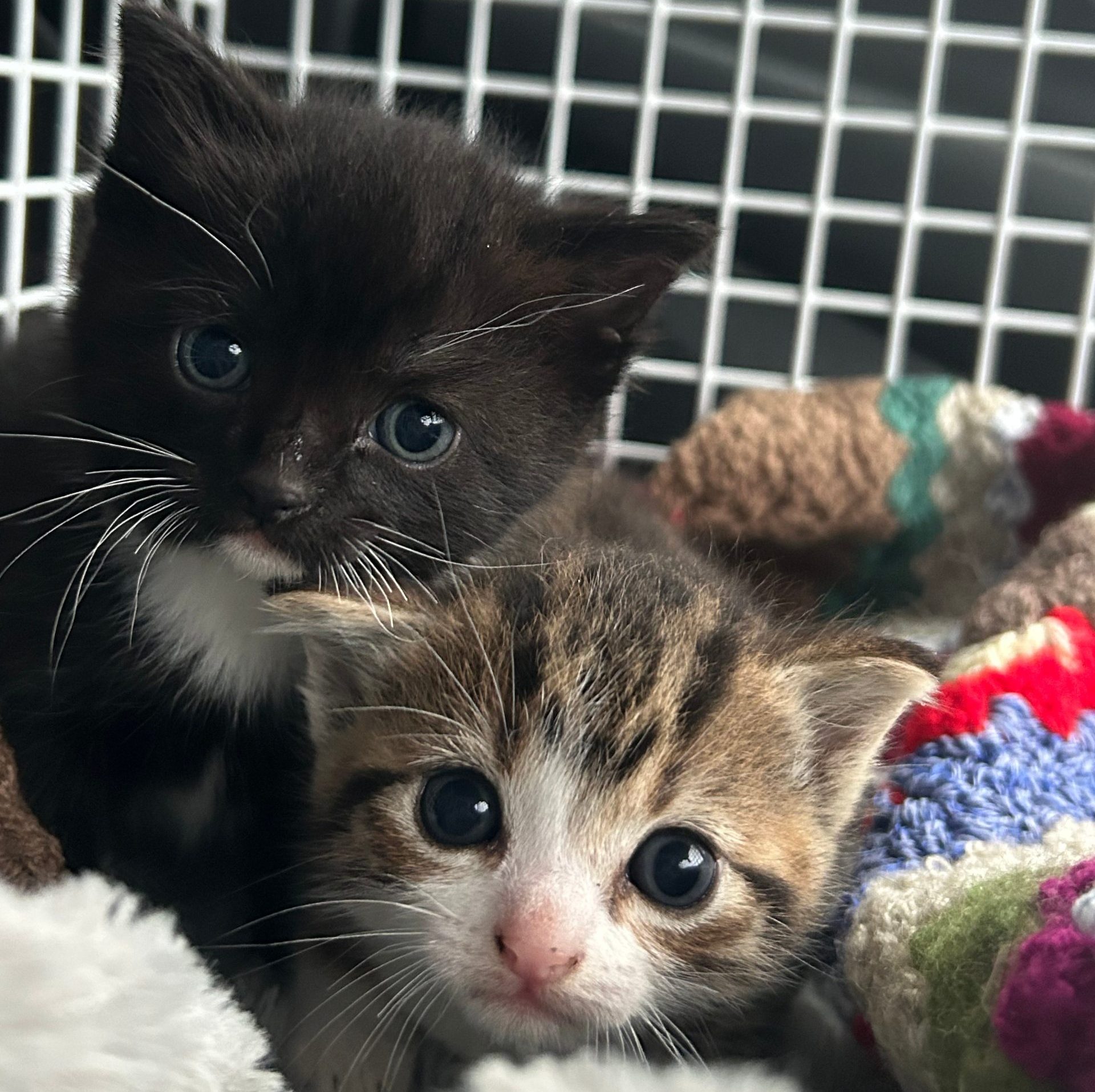 Help Us Keep Their Heaters On - RainRescue