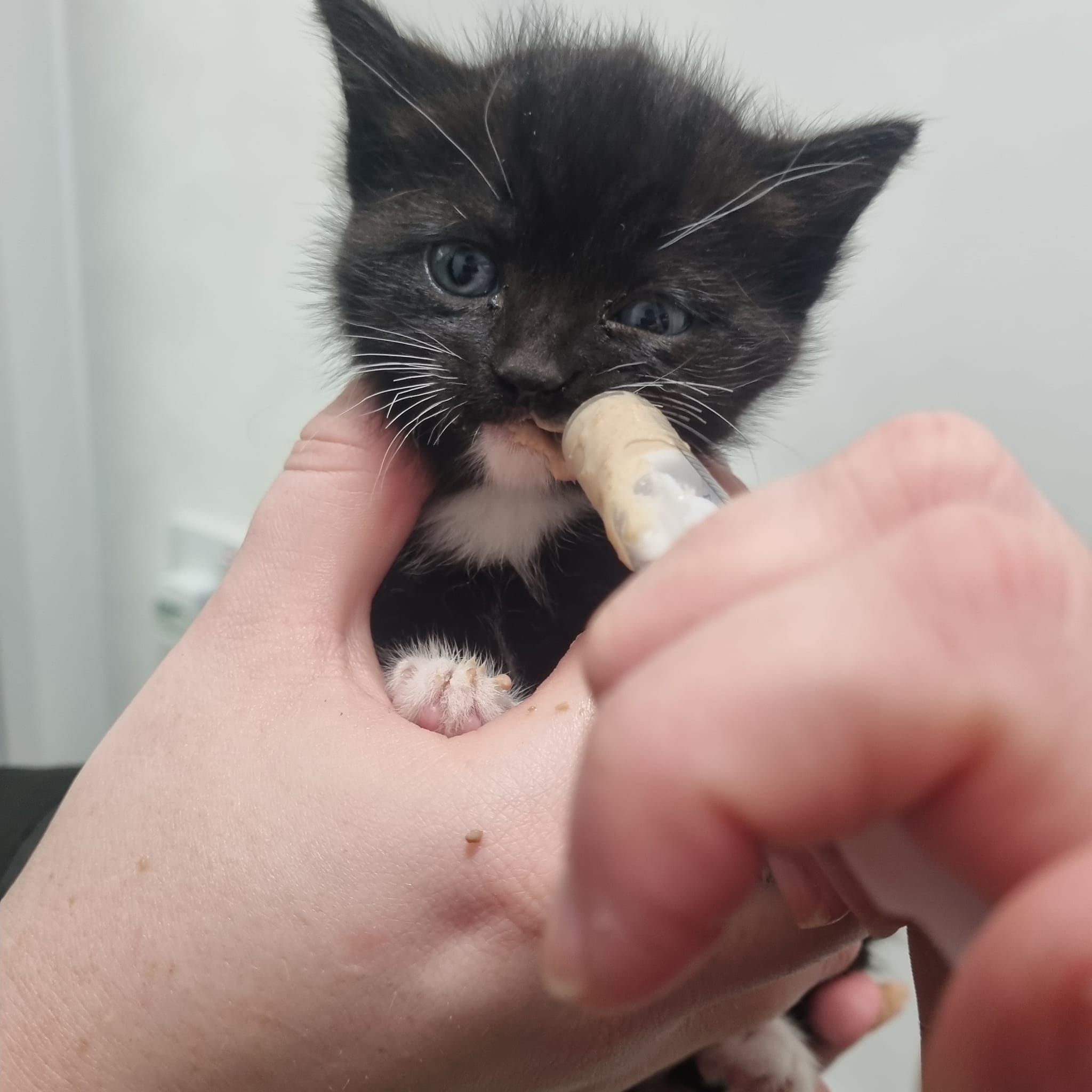 Kitten Fosterers Wanted - RainRescue