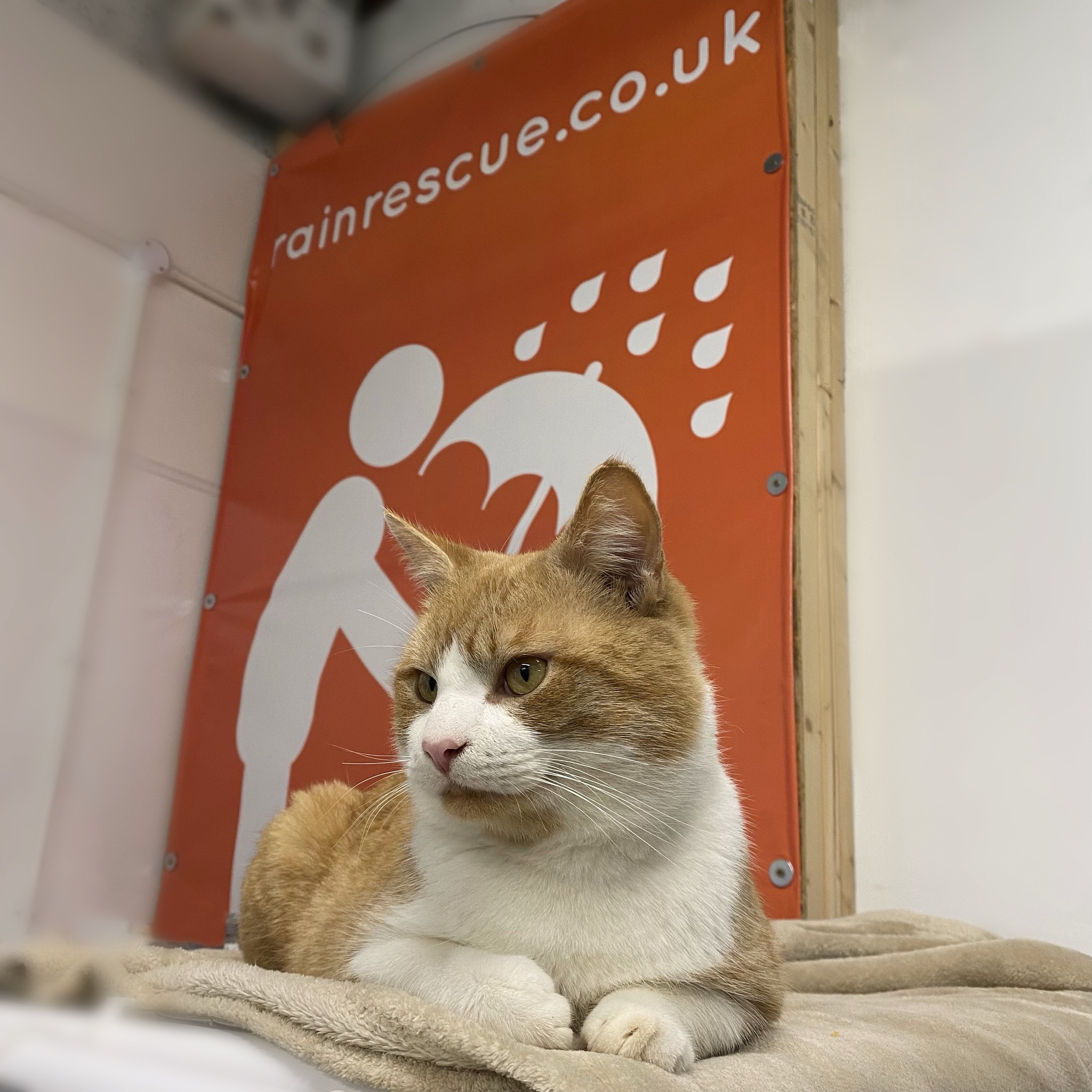 Would You Like To Volunteer In Our Cattery? - RainRescue