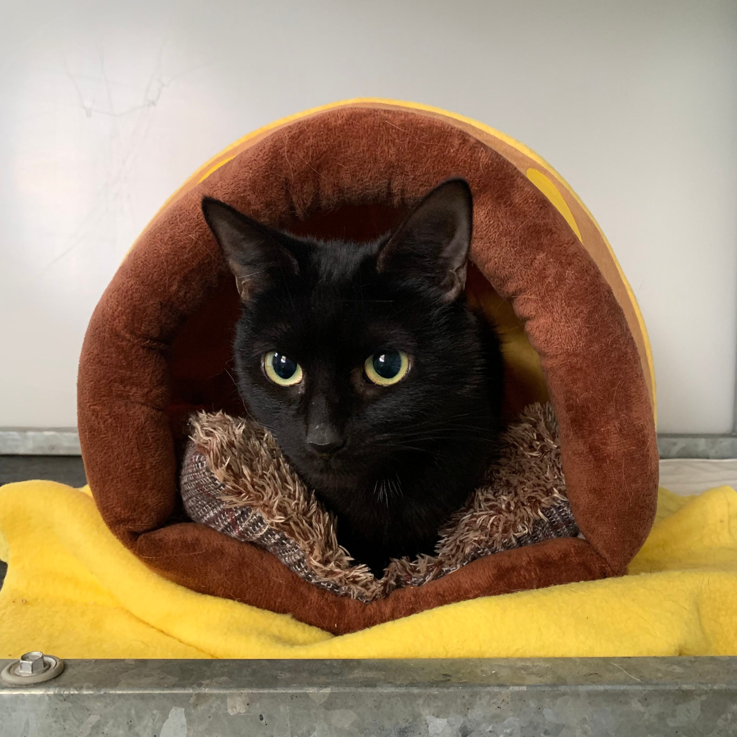 Shadow - 2 Year Old Female - RainRescue