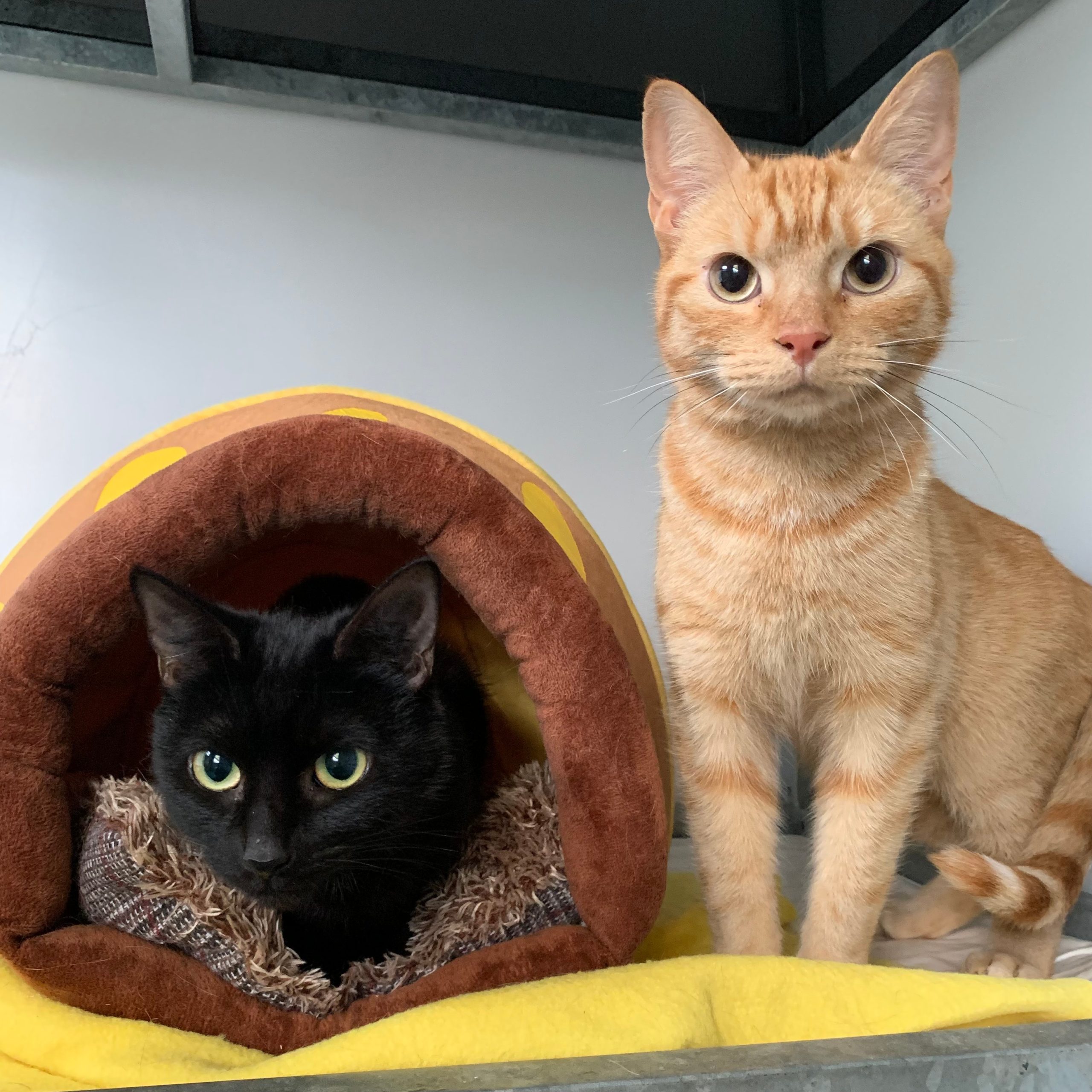 Shadow - 2 Year Old Female - RainRescue