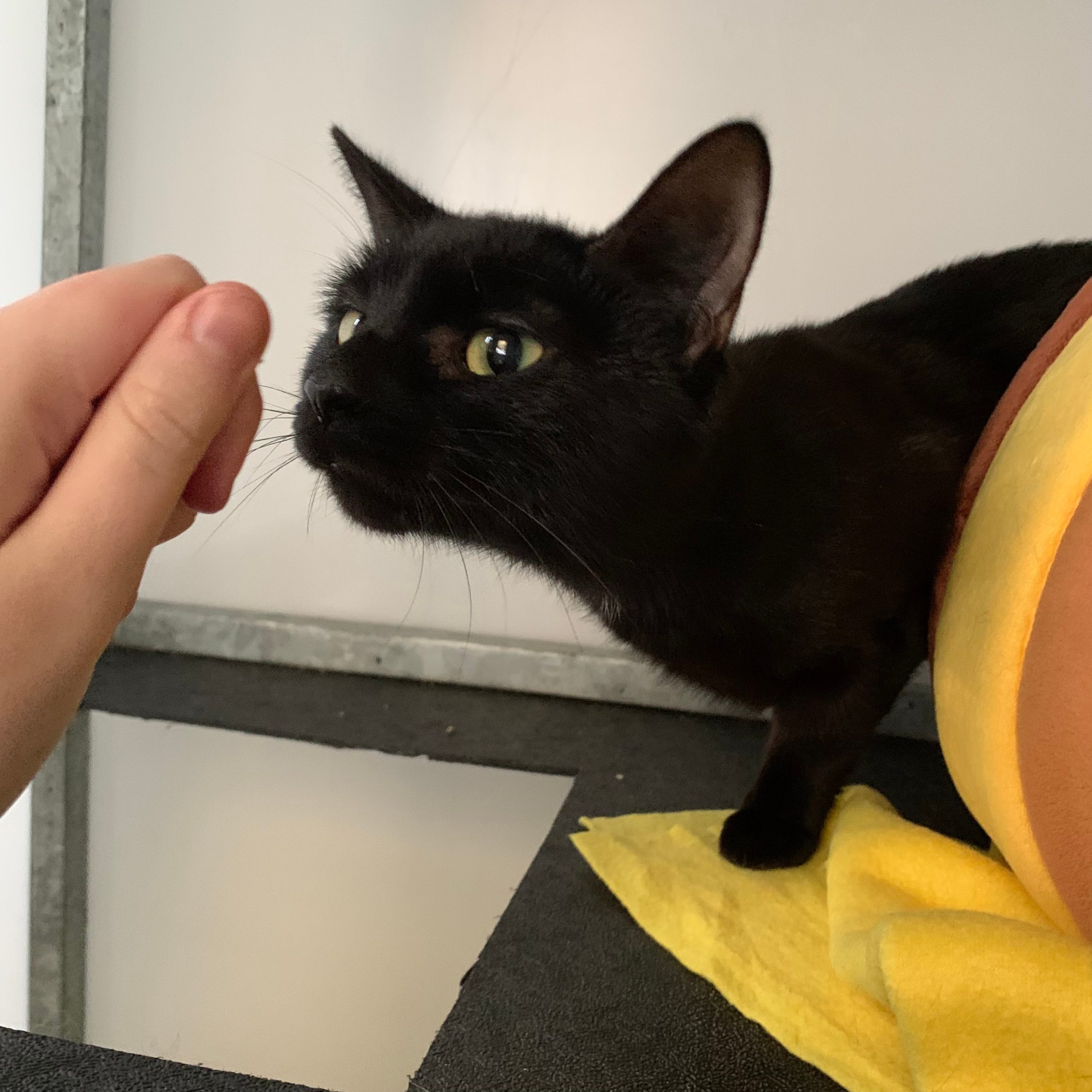 Shadow - 2 Year Old Female - RainRescue