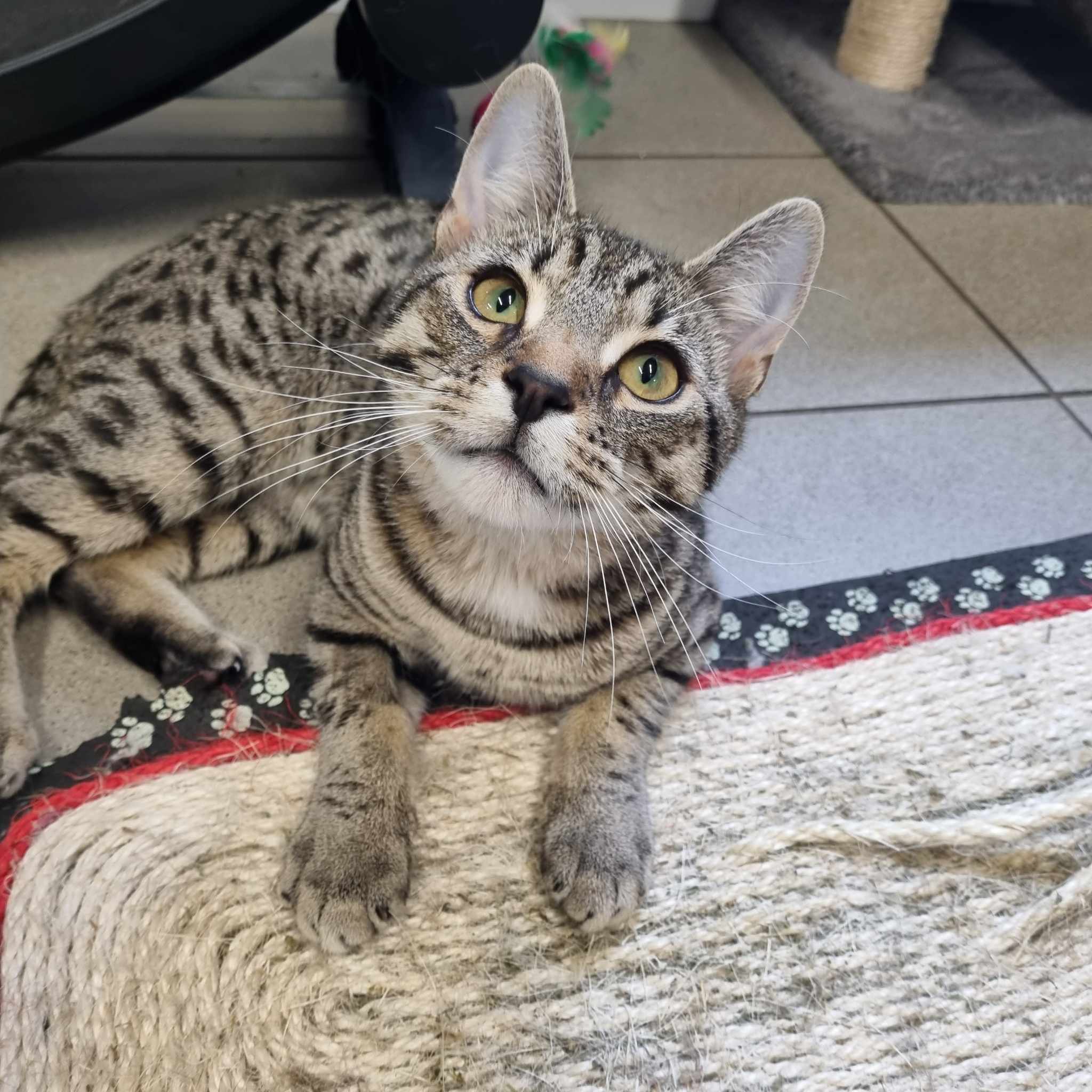 Odie - 6 Month Old Male - RainRescue