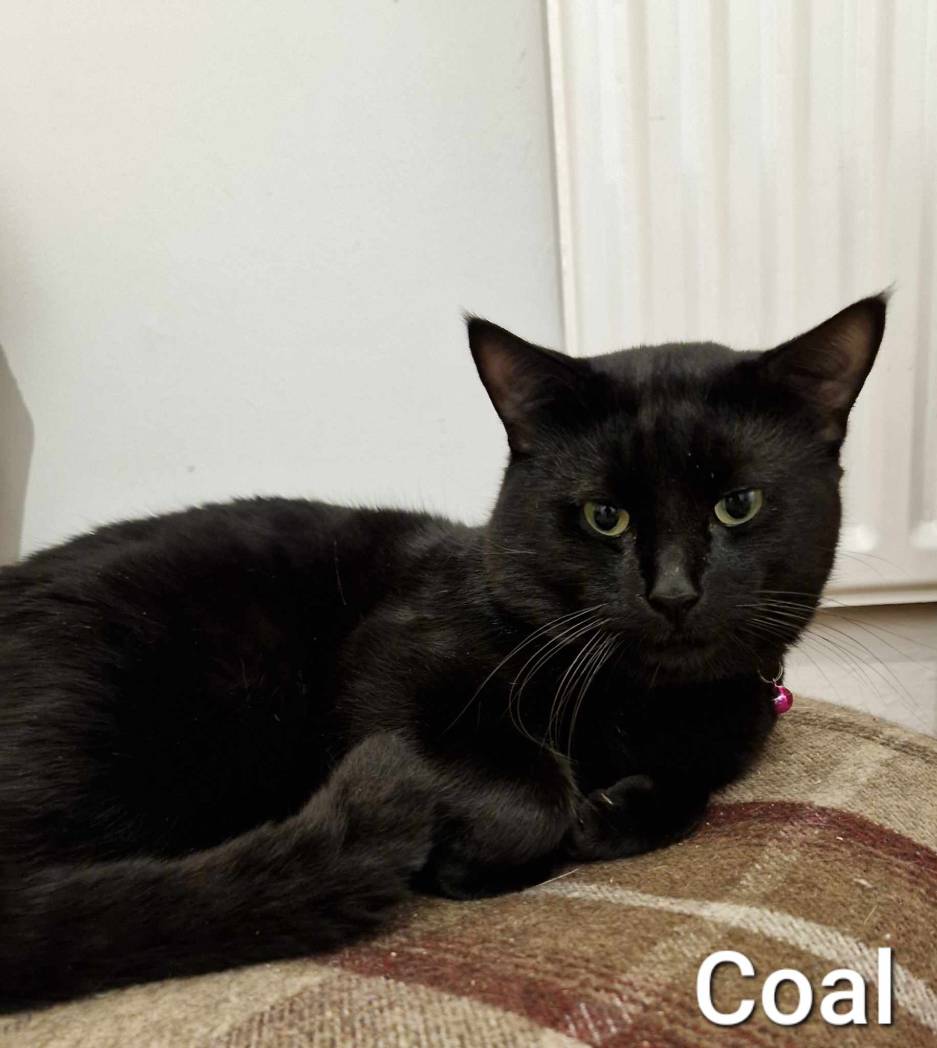 Coal - 3 Year Old Male - RainRescue