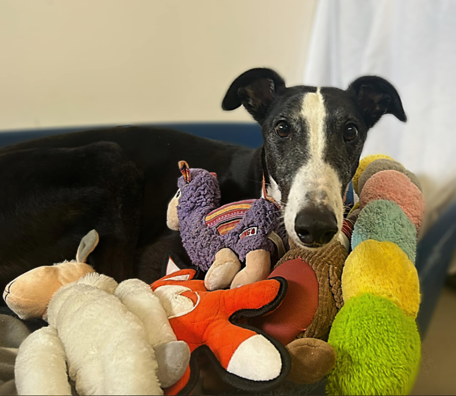 Gilbert - 7 Year Old Male - RainRescue