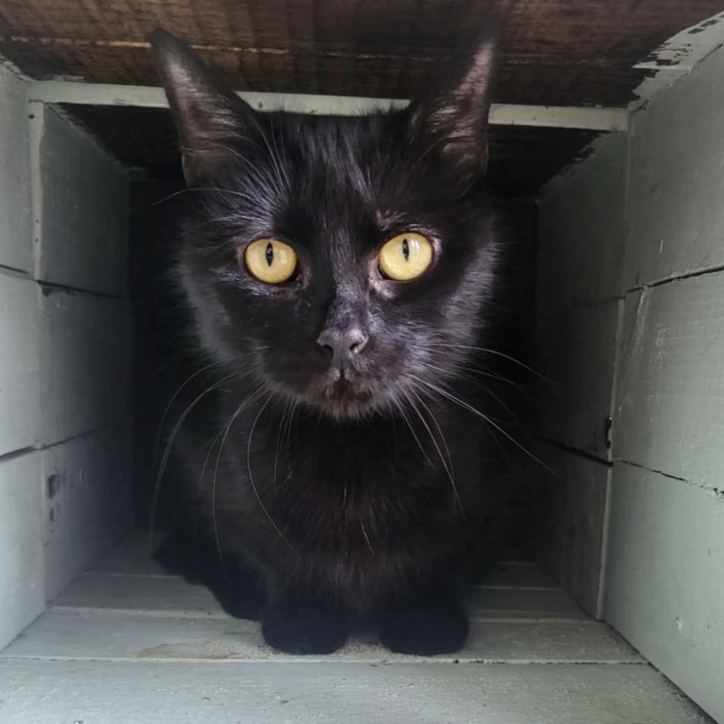 Wendy-2 Year Old Female - RainRescue