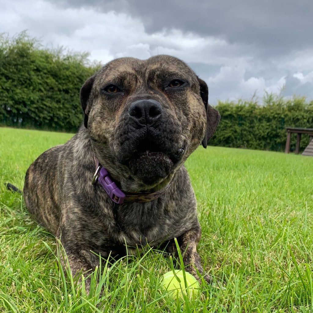 Simba - 1 Year Old Male Mixed Breed - RainRescue