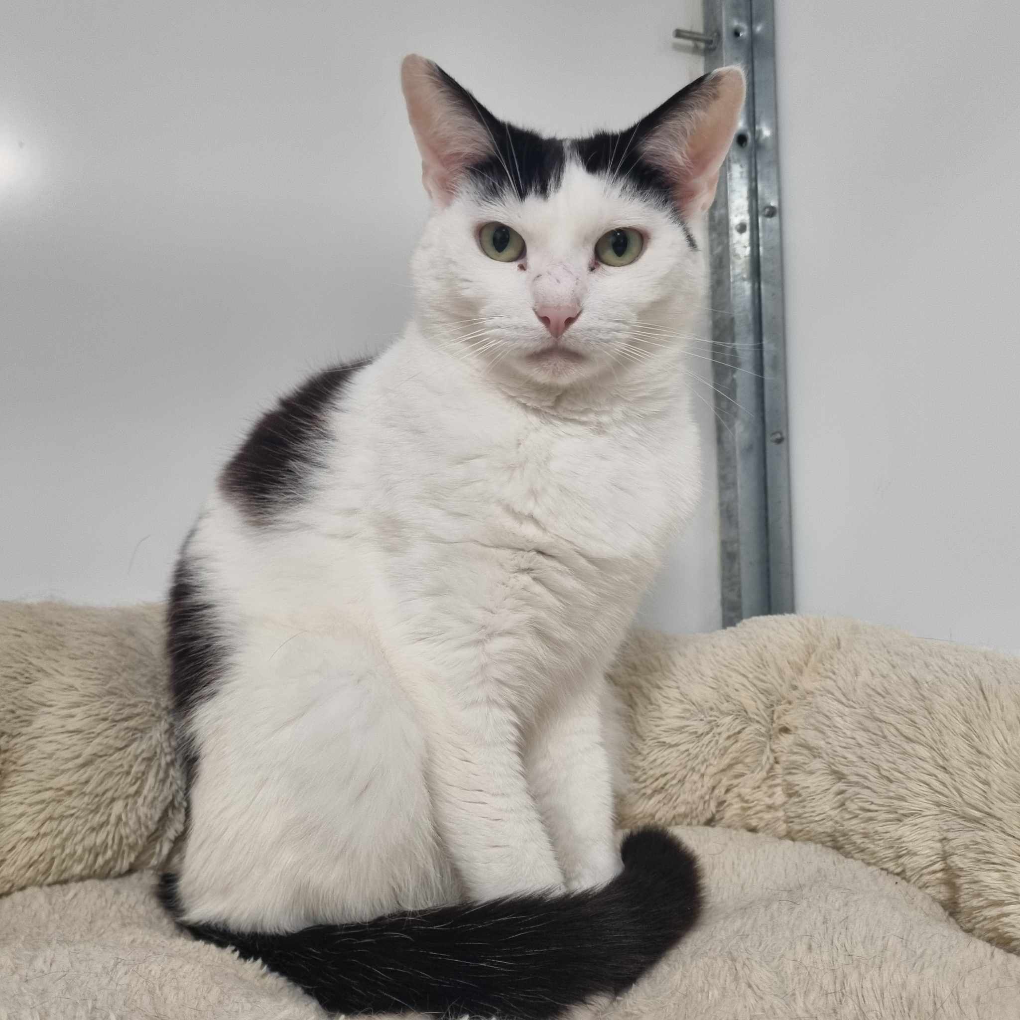 Jacob - 4 Year Old Male- RESERVED - RainRescue