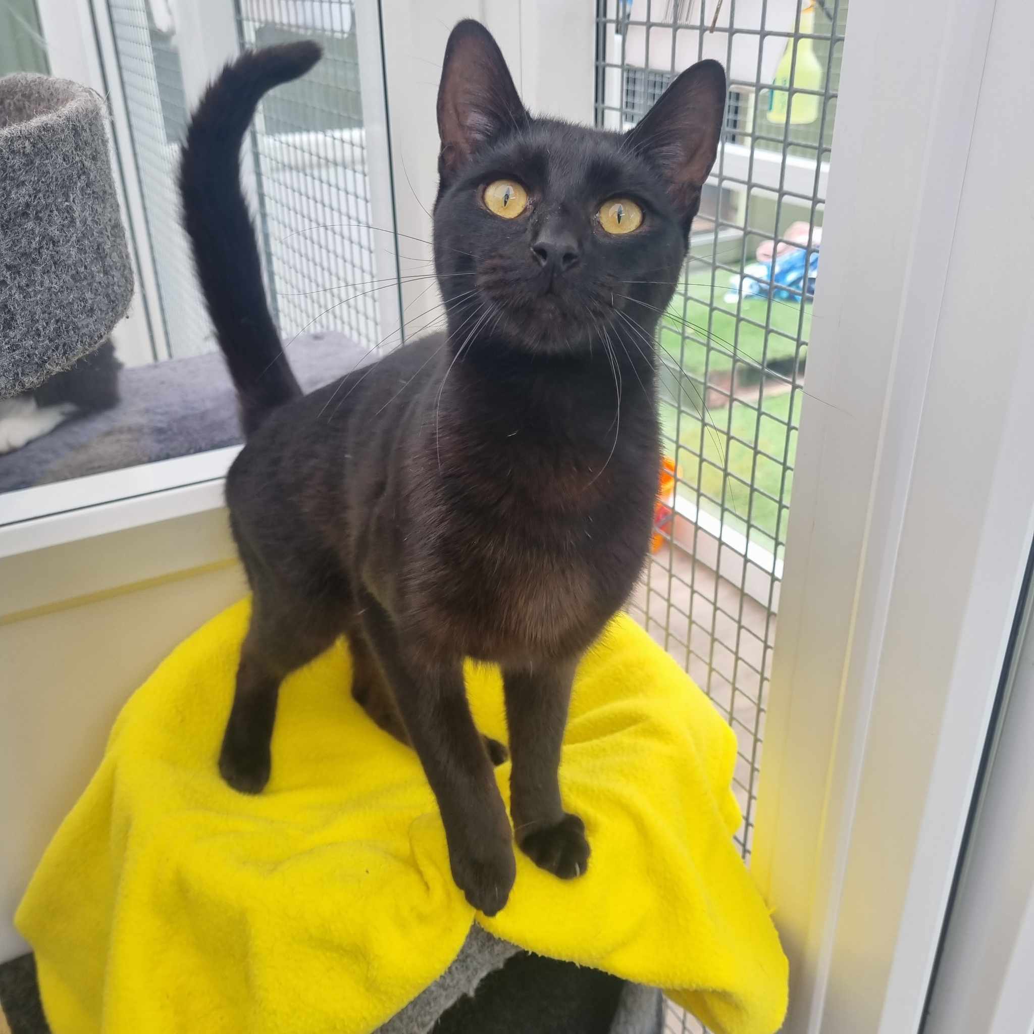 Arrow-6 Month Old Male- Available soon - RainRescue