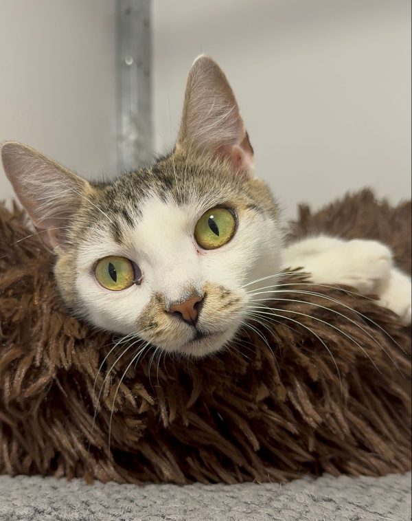 Shop Home - RainRescue