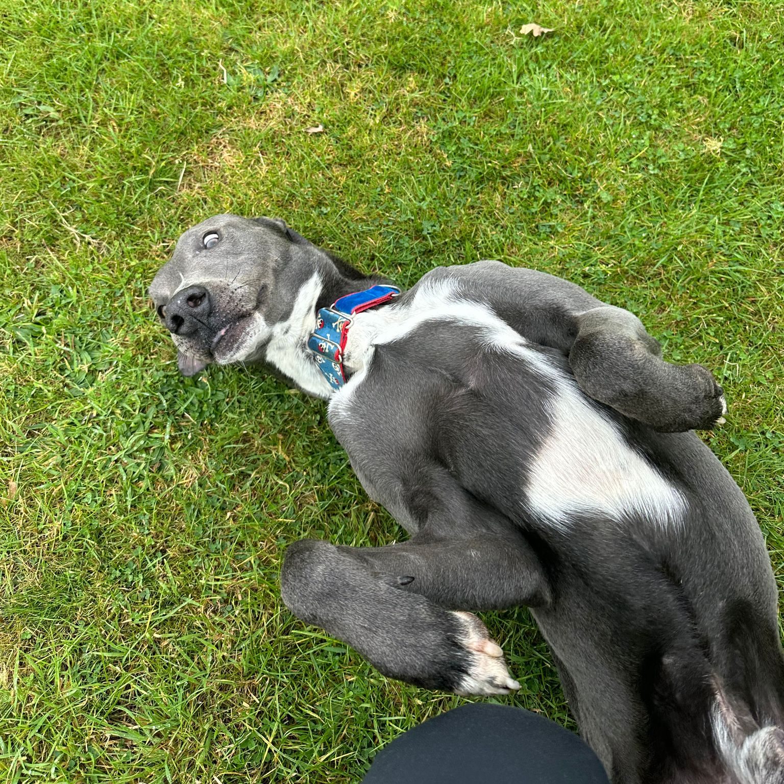 Diesel - 6 Year Old Male Lurcher X Staffy - RainRescue