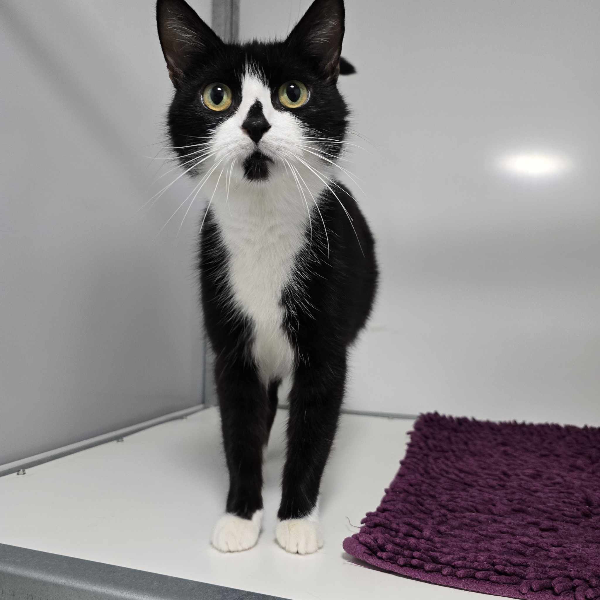 Willow - 8 Year Old Female-RESERVED - RainRescue