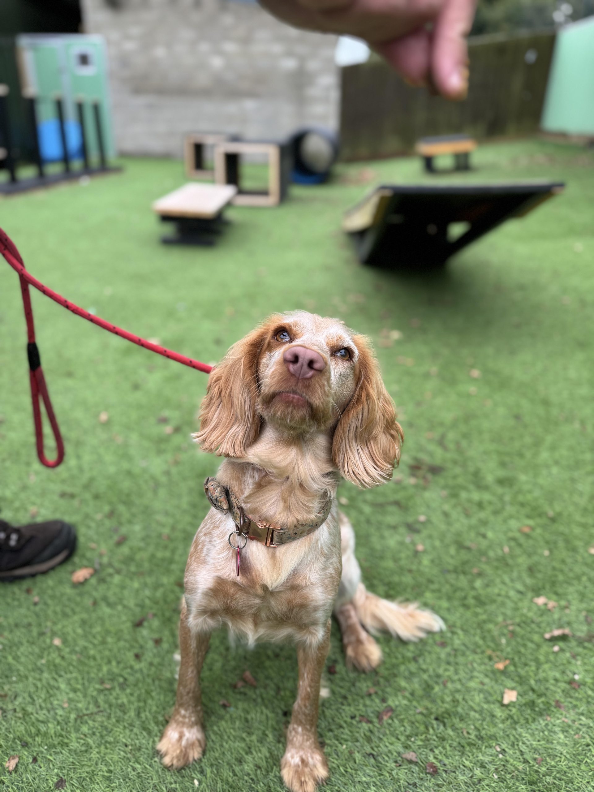 Poppy - 2 Year Old Female Cocker Spaniel - RESERVED - RainRescue