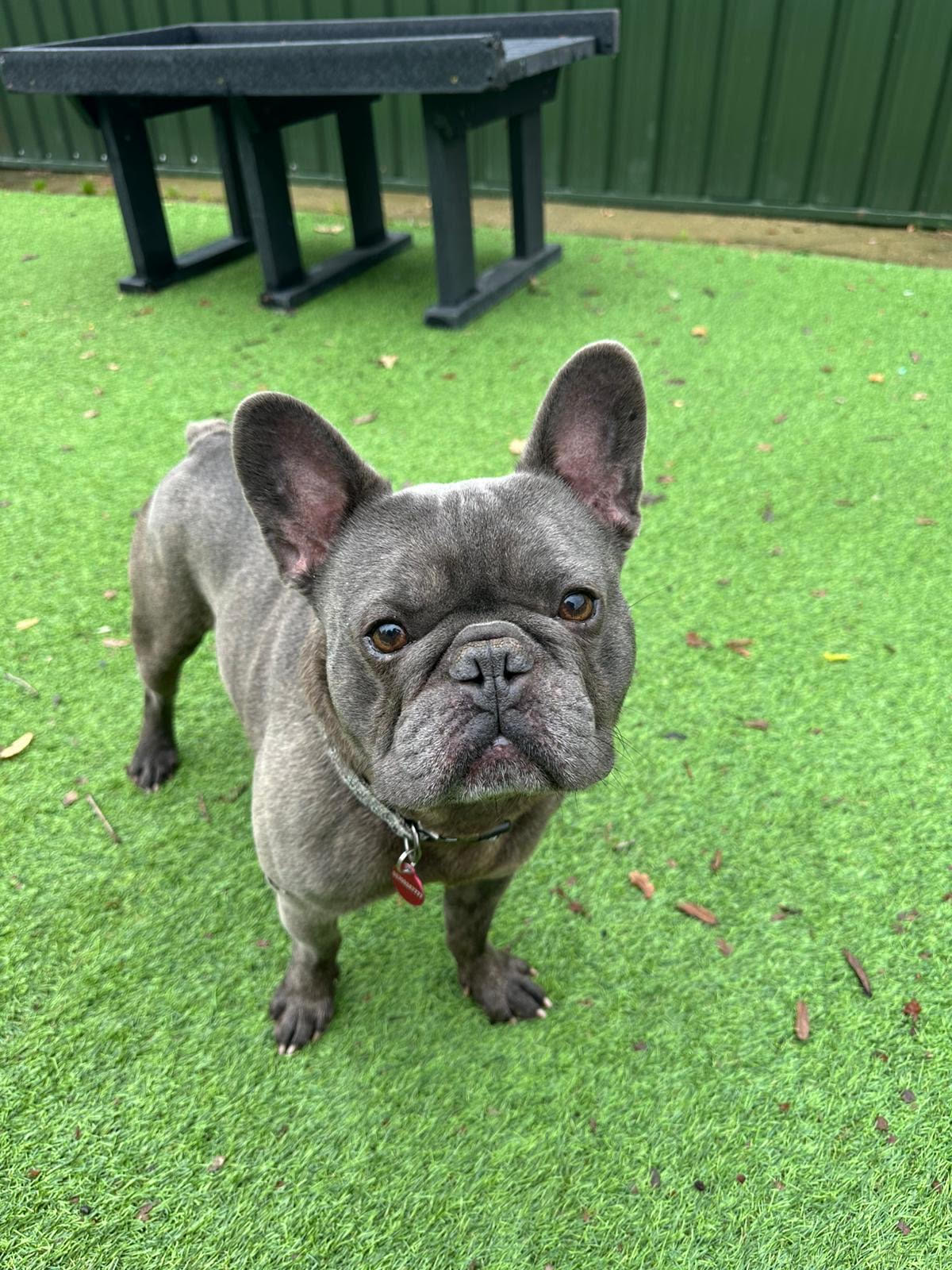 Dogs Home - RainRescue